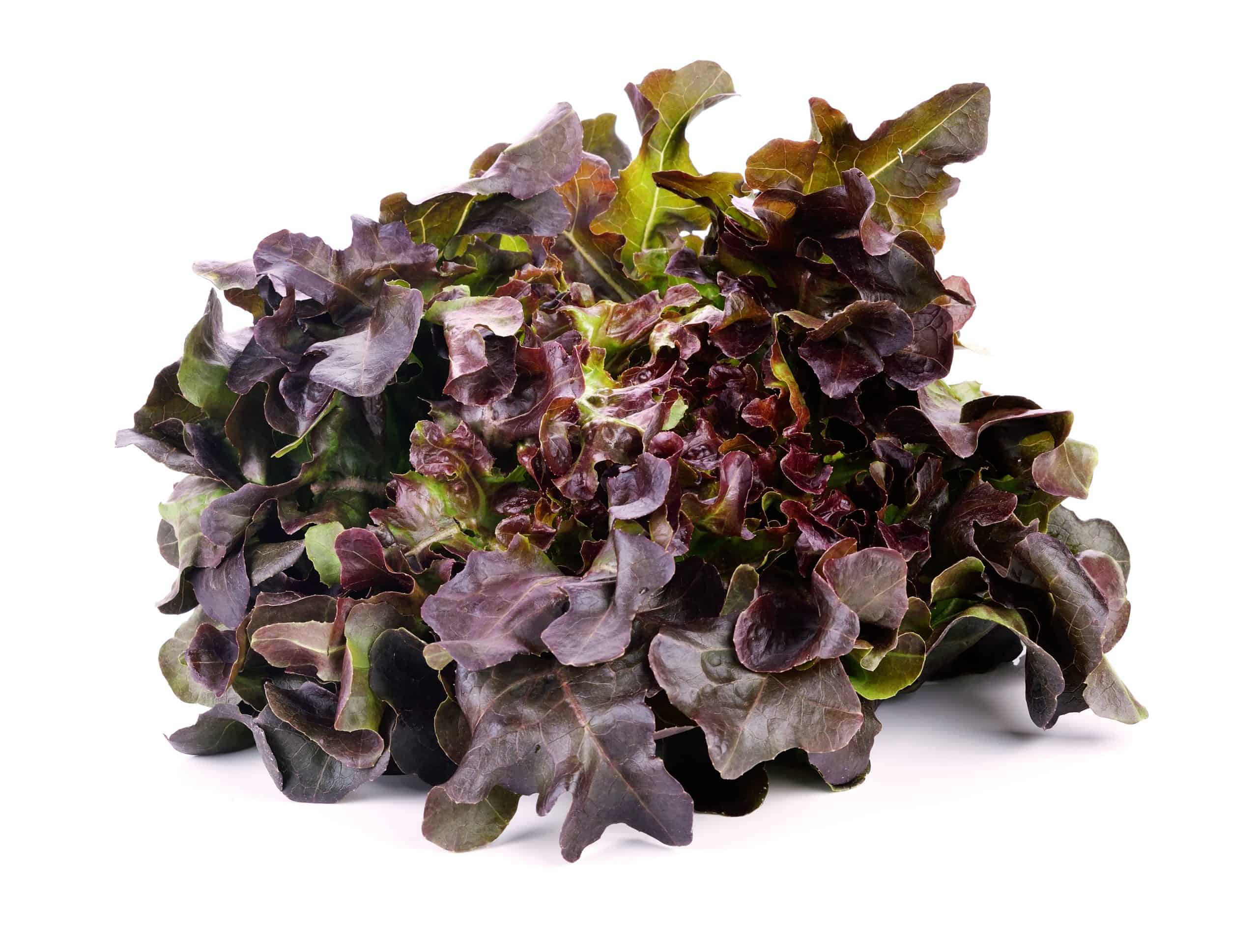 Baby Red Oak Lettuce - Crystal Valley Foods
